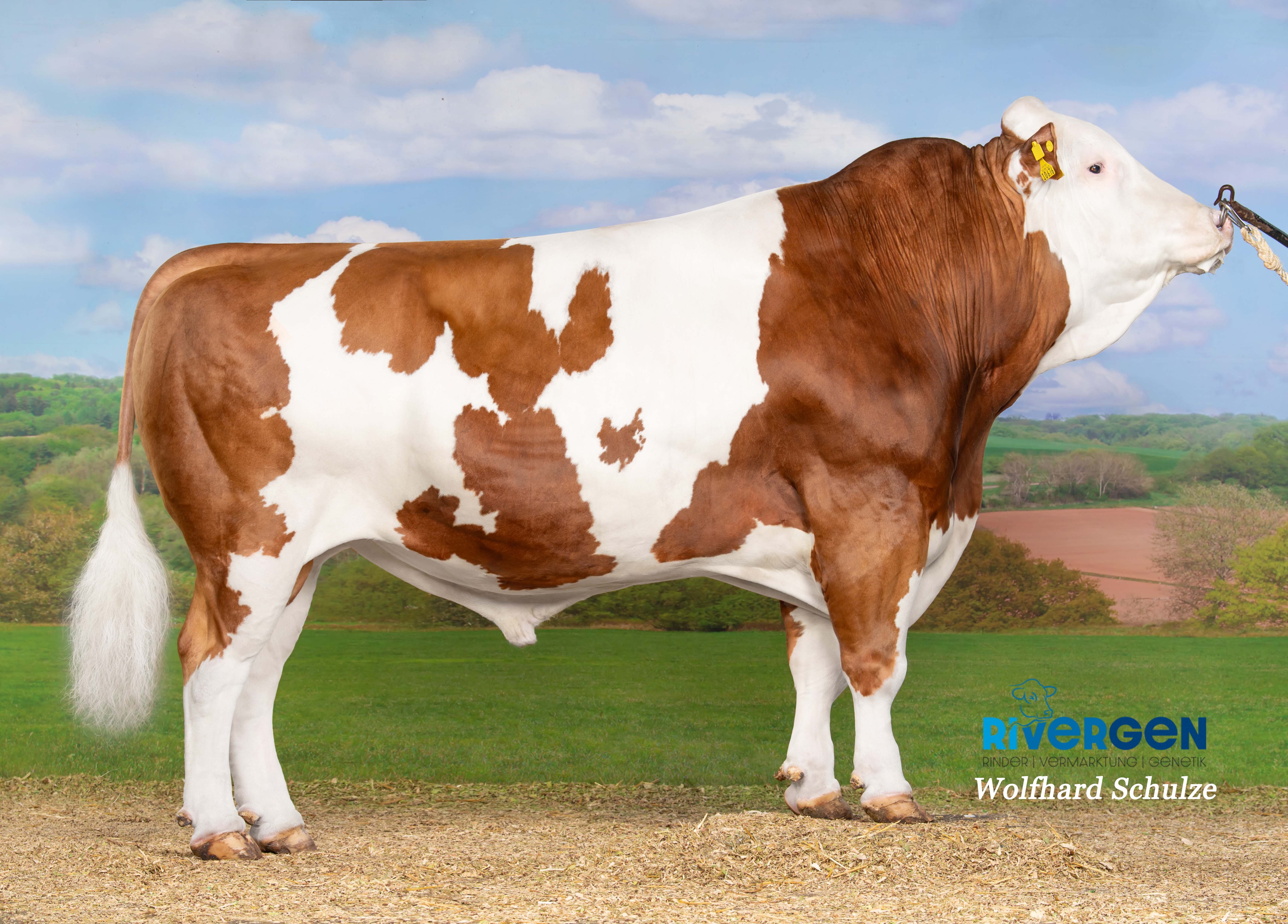 Bullen | RiVerGen | Rinder Vermarktung Genetik