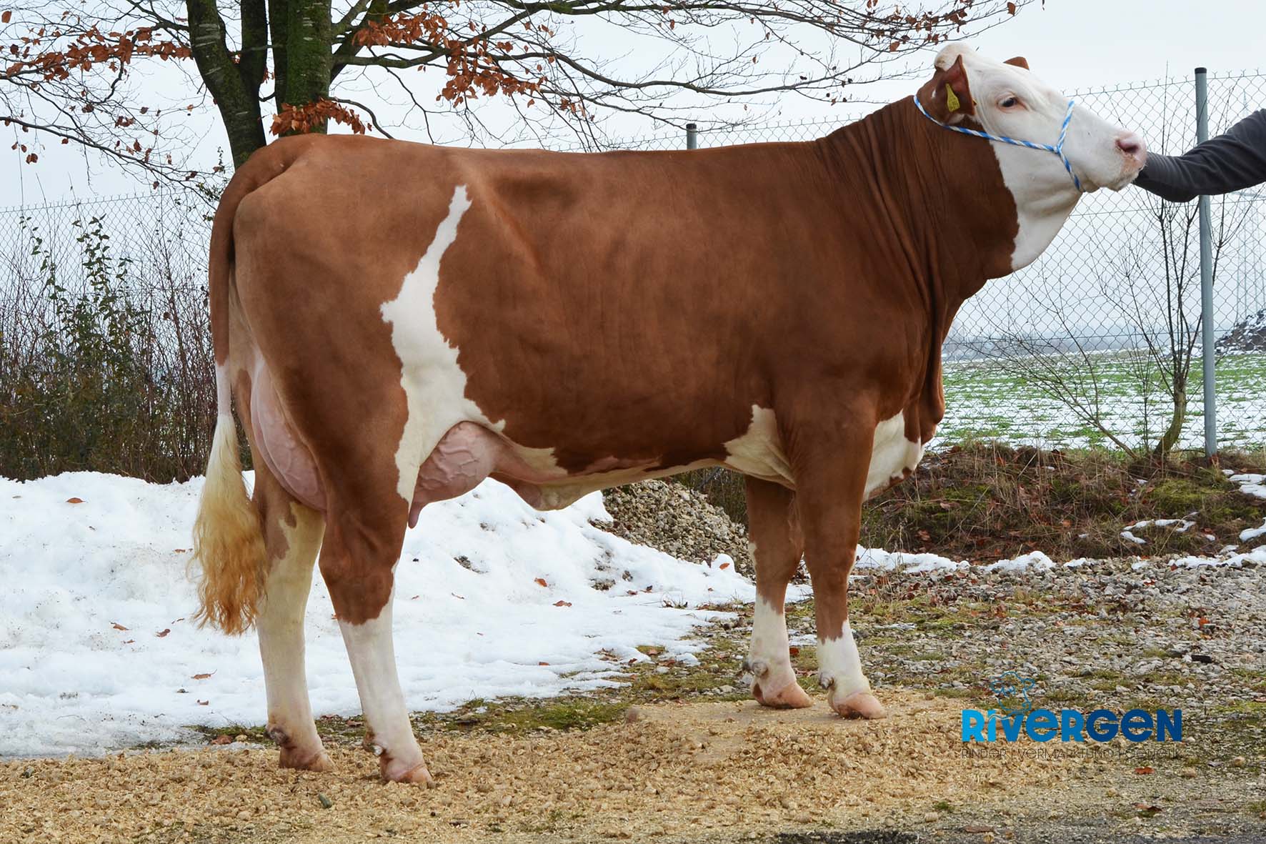 Bullen | RiVerGen | Rinder Vermarktung Genetik
