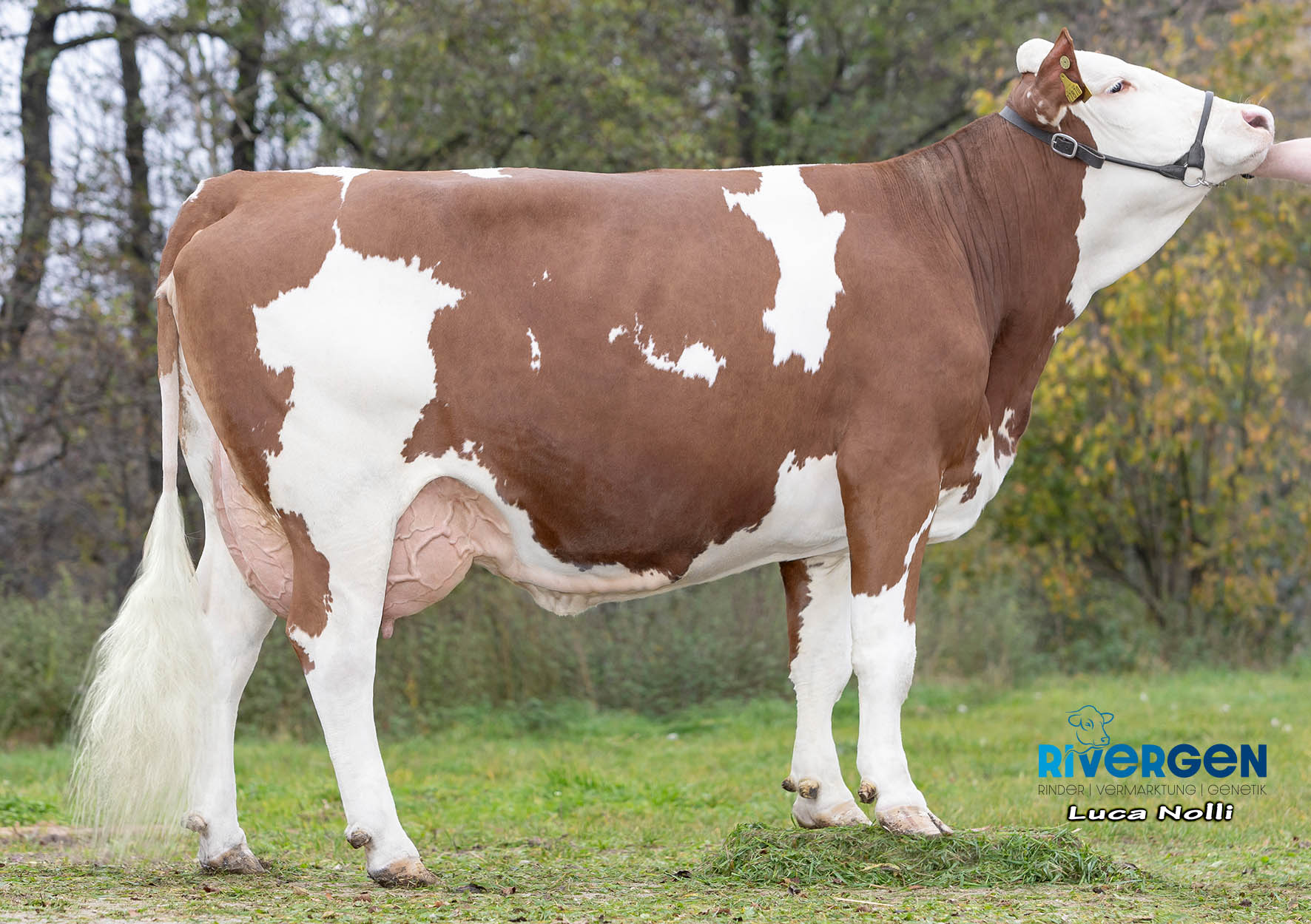 Bullen | RiVerGen | Rinder Vermarktung Genetik