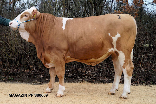 Aktuell | RiVerGen | Rinder Vermarktung Genetik