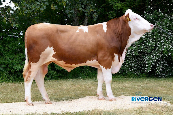 Aktuell | RiVerGen | Rinder Vermarktung Genetik