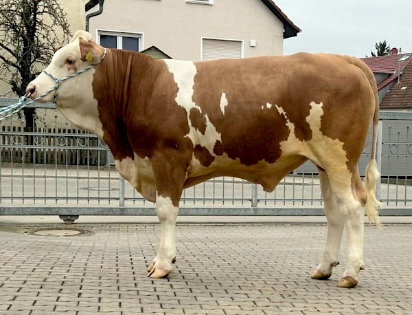 Aktuell | RiVerGen | Rinder Vermarktung Genetik