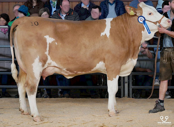 Aktuell | RiVerGen | Rinder Vermarktung Genetik