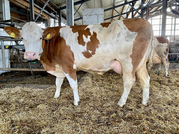 Aktuell | RiVerGen | Rinder Vermarktung Genetik