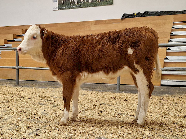 Aktuell | RiVerGen | Rinder Vermarktung Genetik