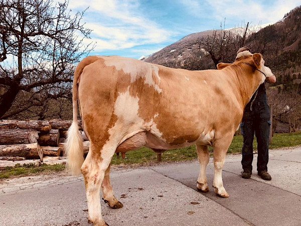 Aktuell | RiVerGen | Rinder Vermarktung Genetik