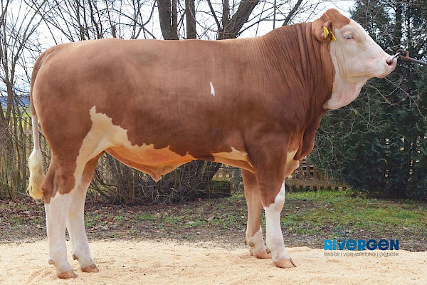 Aktuell | RiVerGen | Rinder Vermarktung Genetik