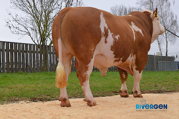 Aktuell | RiVerGen | Rinder Vermarktung Genetik