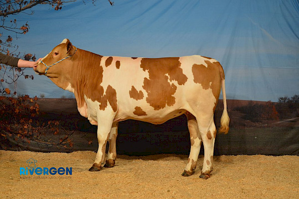 Aktuell | RiVerGen | Rinder Vermarktung Genetik