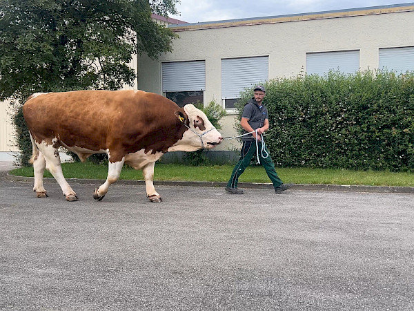 Aktuell | RiVerGen | Rinder Vermarktung Genetik