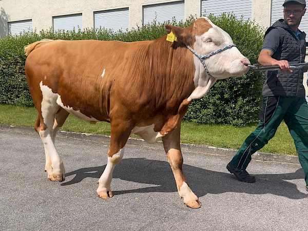 Aktuell | RiVerGen | Rinder Vermarktung Genetik