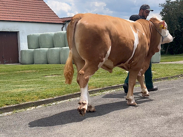 Aktuell | RiVerGen | Rinder Vermarktung Genetik