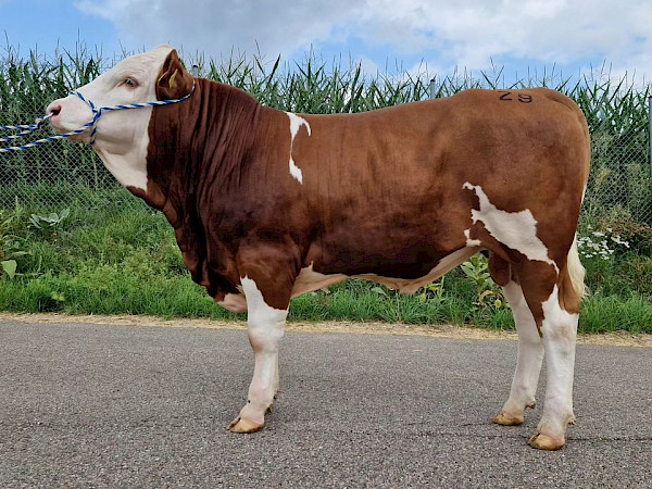 Aktuell | RiVerGen | Rinder Vermarktung Genetik