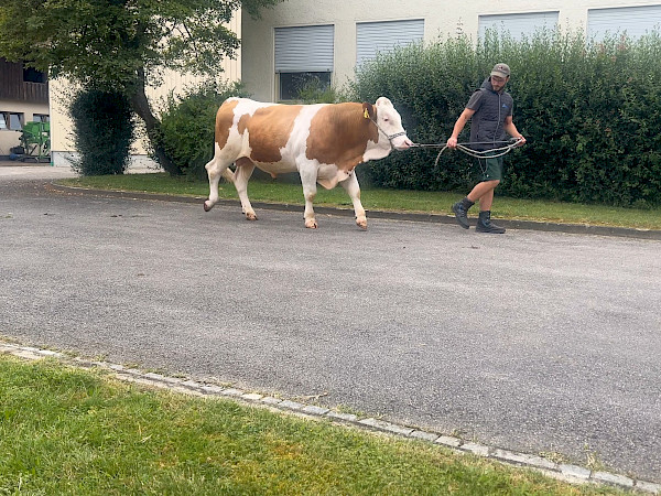 Aktuell | RiVerGen | Rinder Vermarktung Genetik