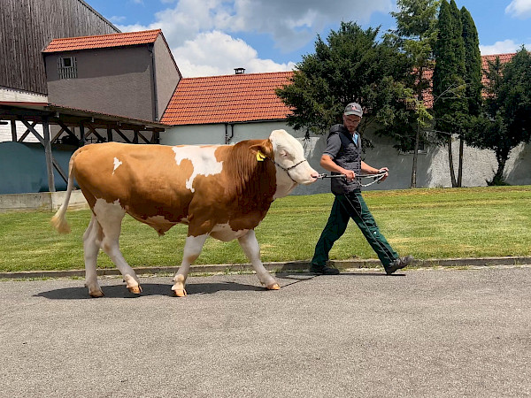 Aktuell | RiVerGen | Rinder Vermarktung Genetik