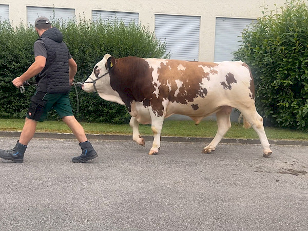 Aktuell | RiVerGen | Rinder Vermarktung Genetik