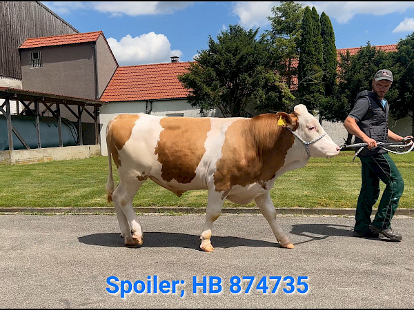 Aktuell | RiVerGen | Rinder Vermarktung Genetik