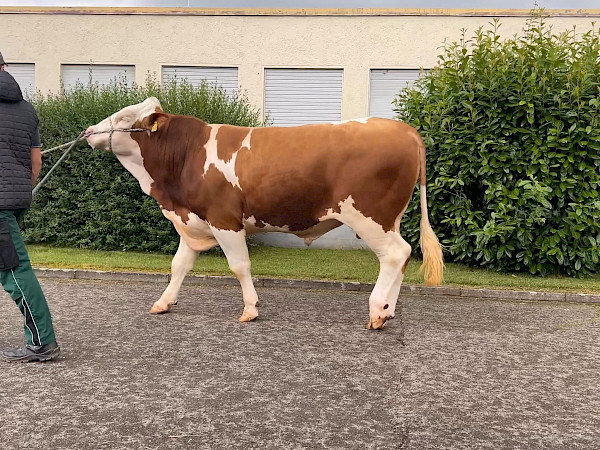 Aktuell | RiVerGen | Rinder Vermarktung Genetik