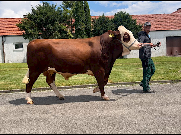 Aktuell | RiVerGen | Rinder Vermarktung Genetik