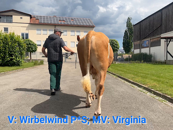 Aktuell | RiVerGen | Rinder Vermarktung Genetik