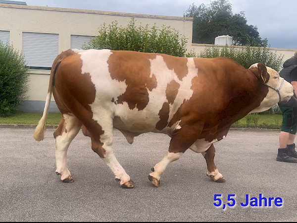 Aktuell | RiVerGen | Rinder Vermarktung Genetik