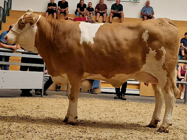 Aktuell | RiVerGen | Rinder Vermarktung Genetik