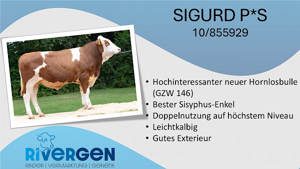 Aktuell | RiVerGen | Rinder Vermarktung Genetik