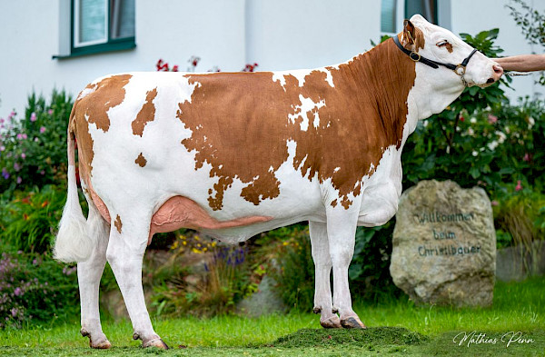 Aktuell | RiVerGen | Rinder Vermarktung Genetik