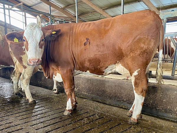 Aktuell | RiVerGen | Rinder Vermarktung Genetik