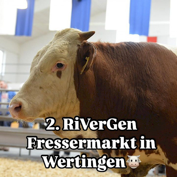 Aktuell | RiVerGen | Rinder Vermarktung Genetik