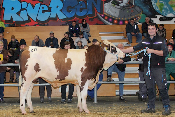 Aktuell | RiVerGen | Rinder Vermarktung Genetik